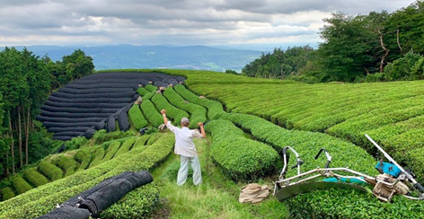 Fresh tea season 1 The first medicinal herb encountered by mankind ...